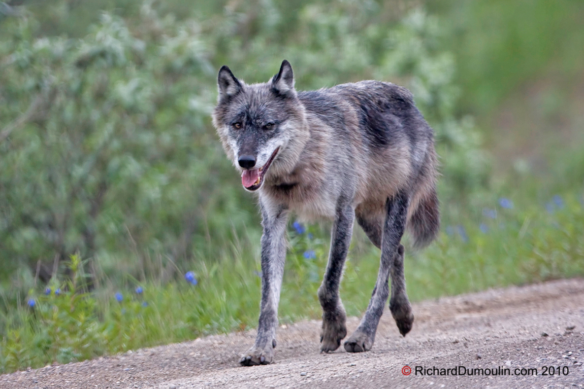LOUP EN PHOTO(S) - RichardDumoulin.com