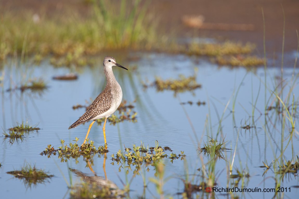 LESSER YELLOWLEGS IN PHOTO(S) - RichardDumoulin.com