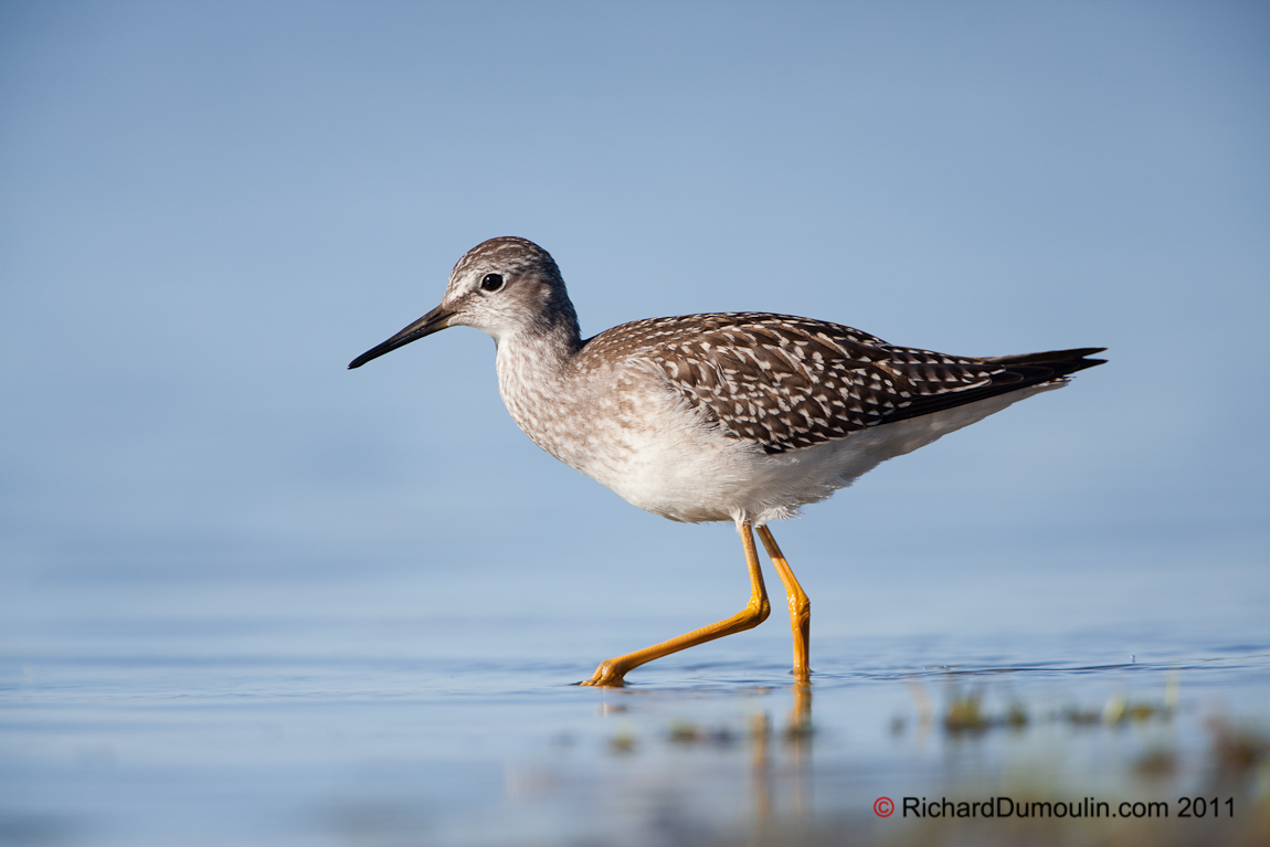 LESSER YELLOWLEGS IN PHOTO(S) - RichardDumoulin.com